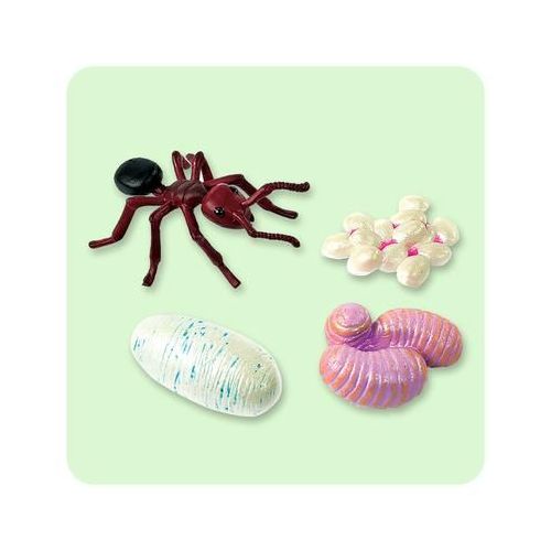 Insect Lore Ant Life Cycle