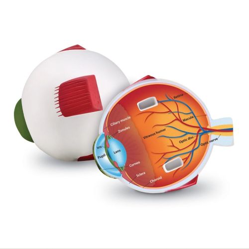 Cross-Section Eye Display Model